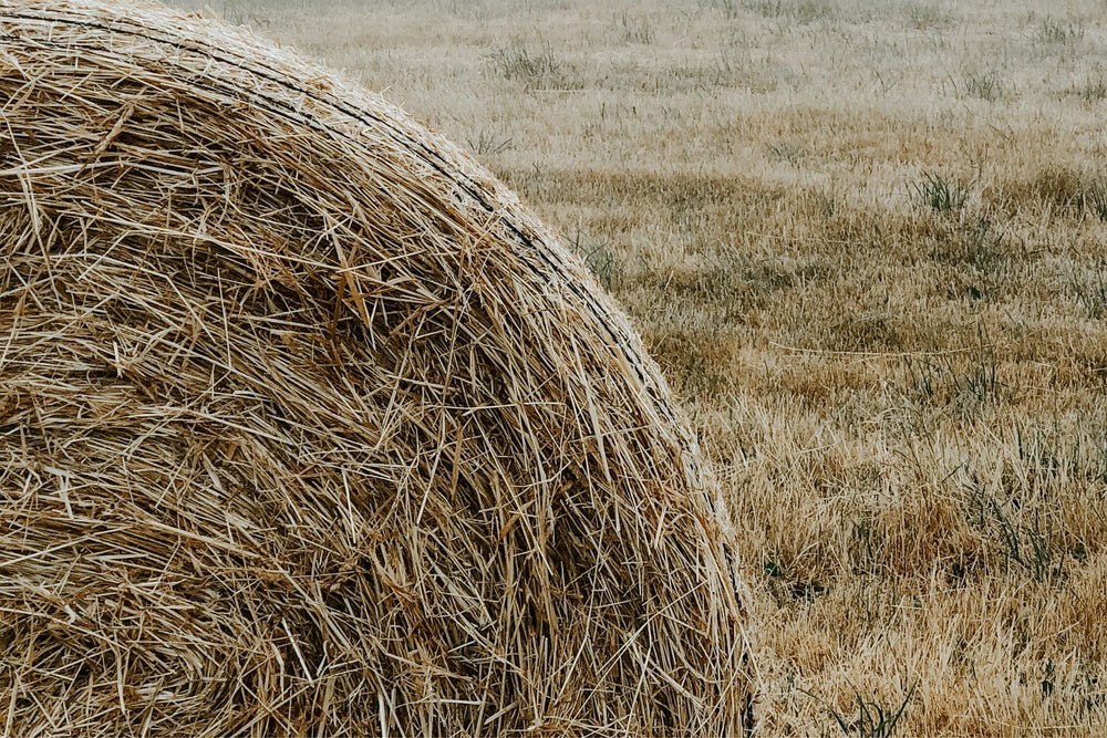 Hay | Field Day Ireland