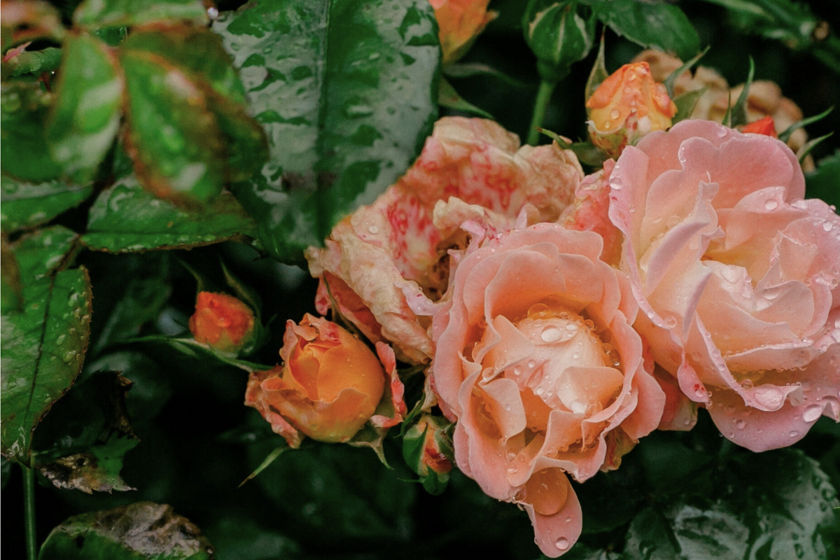 Classic Native Rose Candle Refill | Field Day Ireland